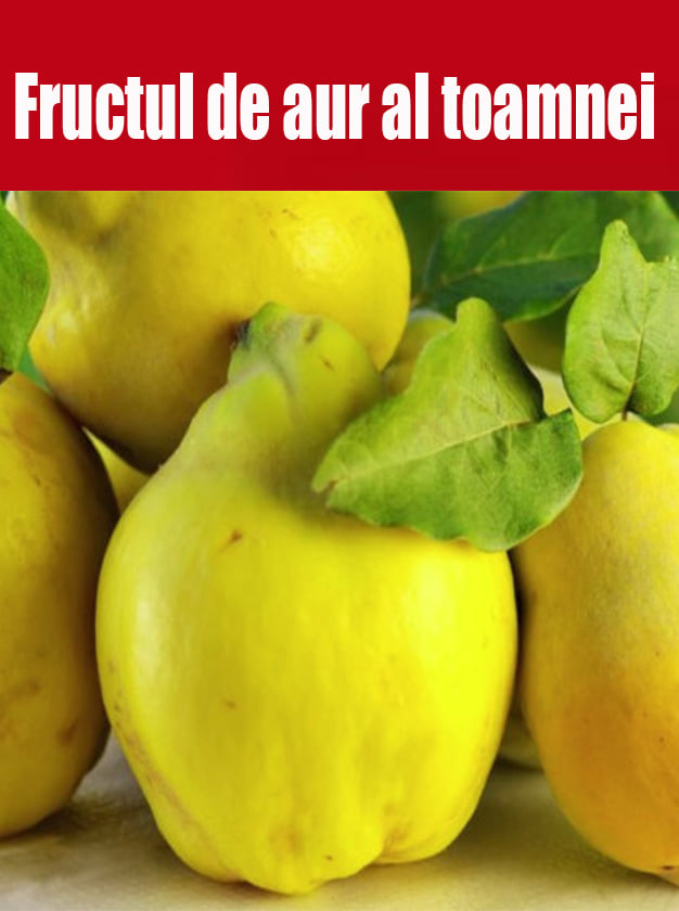 Gutuia, fructul de aur al toamnei! Face minuni în organism: scade ...