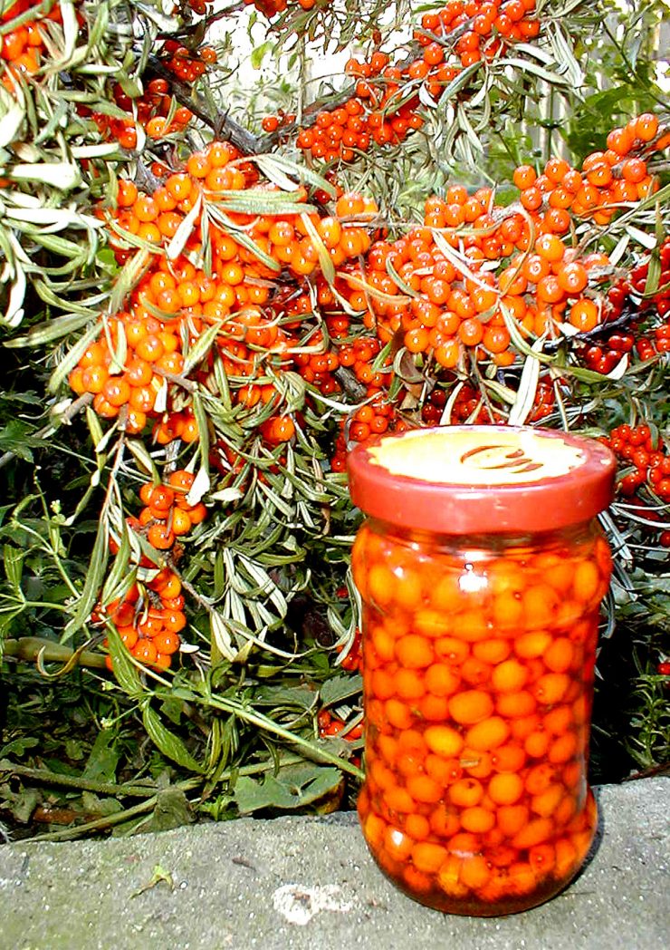 Cătina, leacul minune pentru o imunitate de fier. La ce te ajută o cură ...