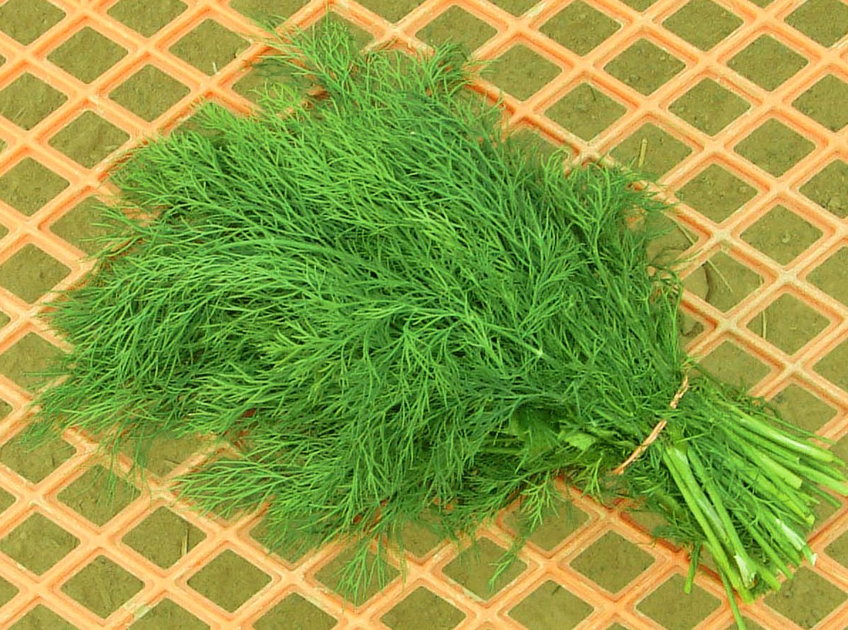 Obișnuiești să pui mărar în mâncare? Să nu mai faci asta niciodată