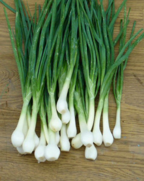 O metodă simplă de a crește ceapa verde acasă la tine fără pământ și ...